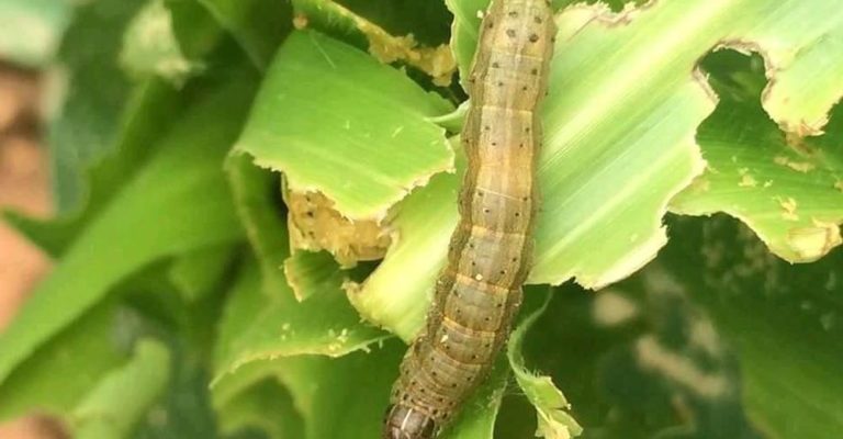 maize pest – Jullundur (Private) Ltd.